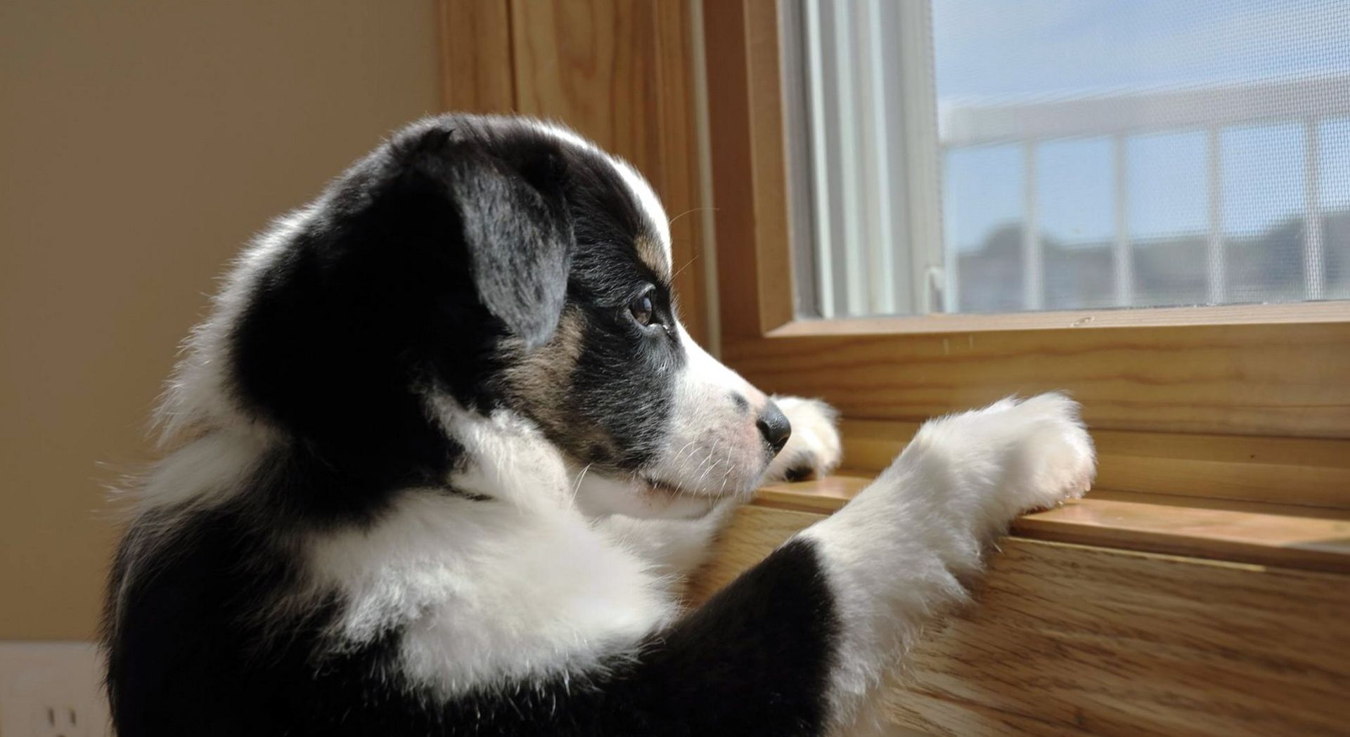 Services for animals near me ★ Find top local contractors & taskers in ...